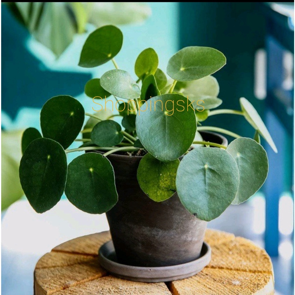 100pcs Bibit Bunga Pilea Peperomioides Chinese Money Plant Mudah Tumbuh ...