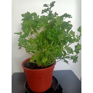 Pokok Parsley ( pokok pasli ) Petroselinum | Shopee Malaysia