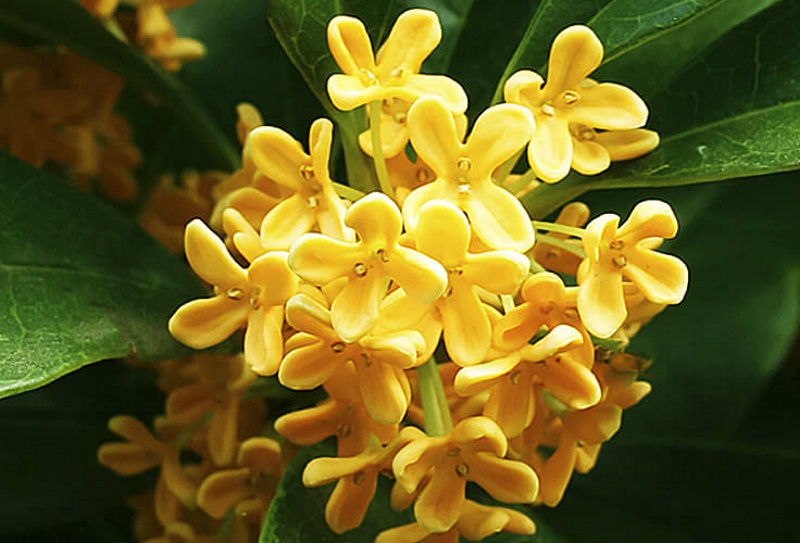 Anak Pokok Bunga Osmanthus - Lebah dan Kelulut | Shopee Malaysia