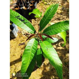 ANAK POKOK KUINI (KAWIN) | Shopee Malaysia