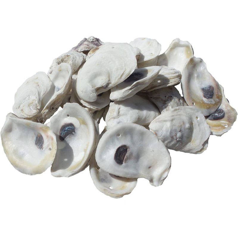 (Fast shipping) Oyster and Sea Shell Powder - 100 grams | Shopee Malaysia