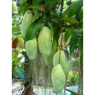 Mangga King / Anak Pokok Mangga / Pokok Hybrid / Pauh King | Shopee ...