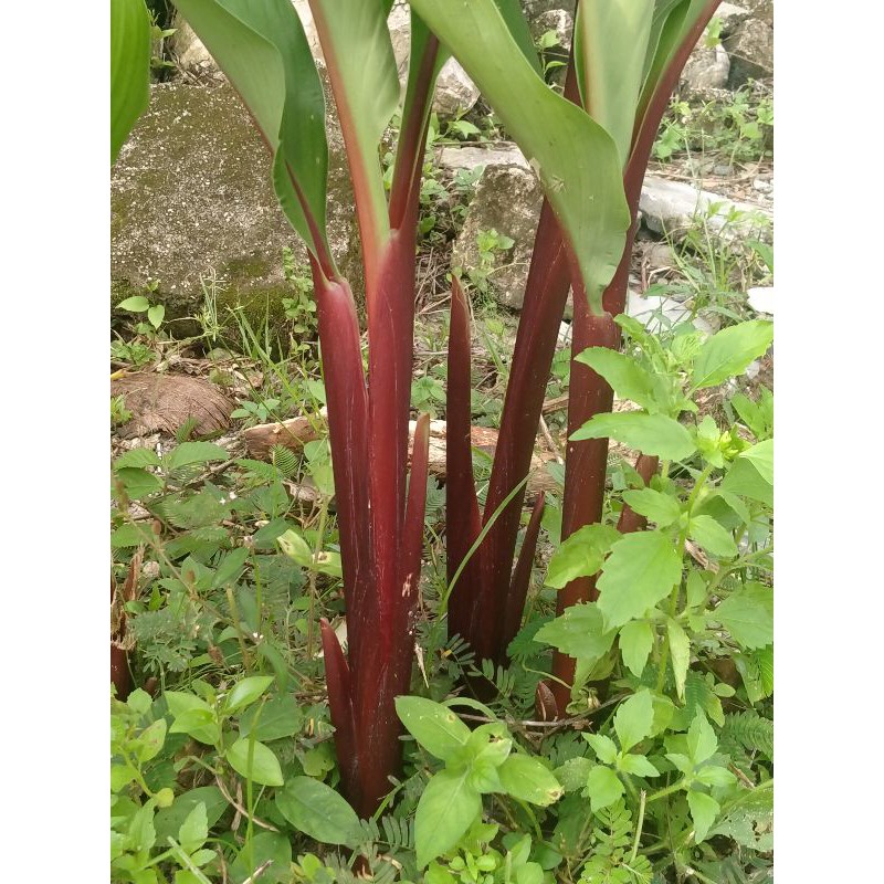 TEMU MAS / BATANG MERAH ( ANAK POKOK) | Shopee Malaysia