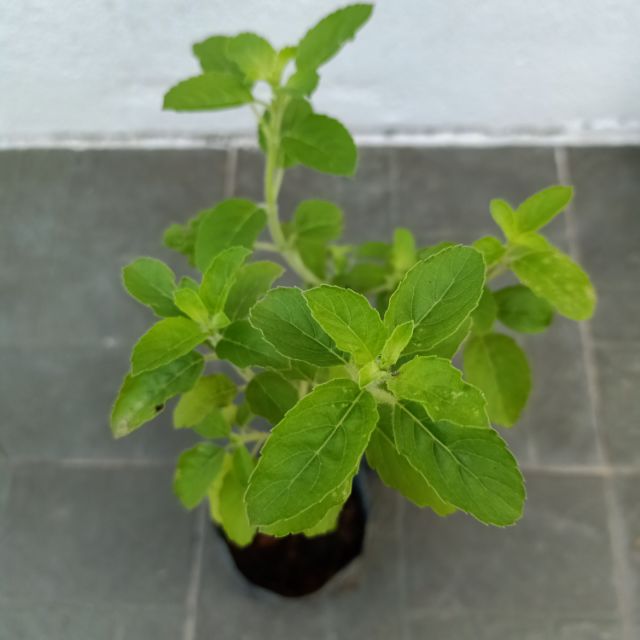 Tulasi, Tulasi Plant, Pokok Ruku-Ruku, Holy Basil | Shopee Malaysia