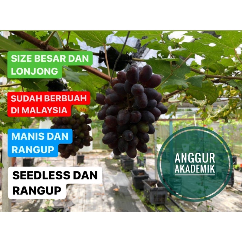 POKOK ANGGUR AKADEMIK SUPER STABIL/keratan | Shopee Malaysia
