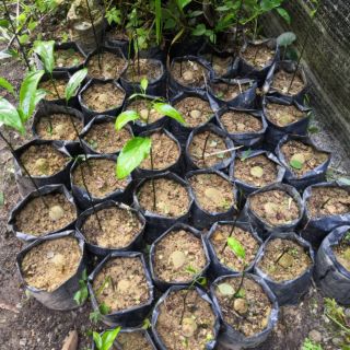 ANAK POKOK KULIM@Scorodocarpus borneensis | Shopee Malaysia
