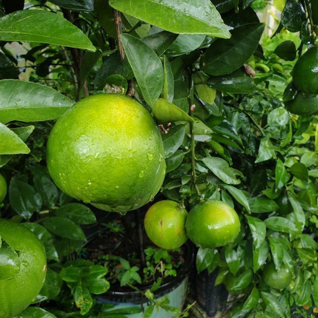 Anak Pokok Limau Bali Sunkist (Pokok Kahwin Tinggi 1-2 kaki) | Shopee ...