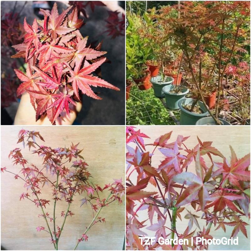 Pokok Maple Merah Red Maple Tree | Shopee Malaysia