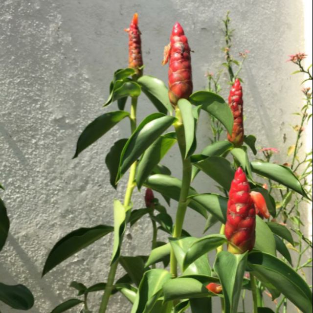 setawar halia merah khasiatnya - Rose Bailey