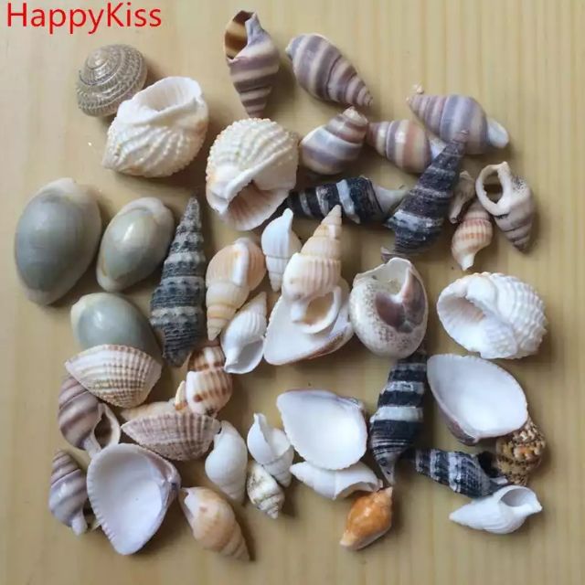 Ocean shell | karang siput | cengkerang siput laut | | Shopee Malaysia