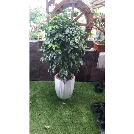 pokok indoor plant ready stock | Shopee Malaysia