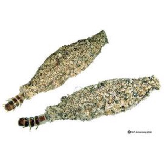 Serangga Parasit Kamitetep | Shopee Malaysia