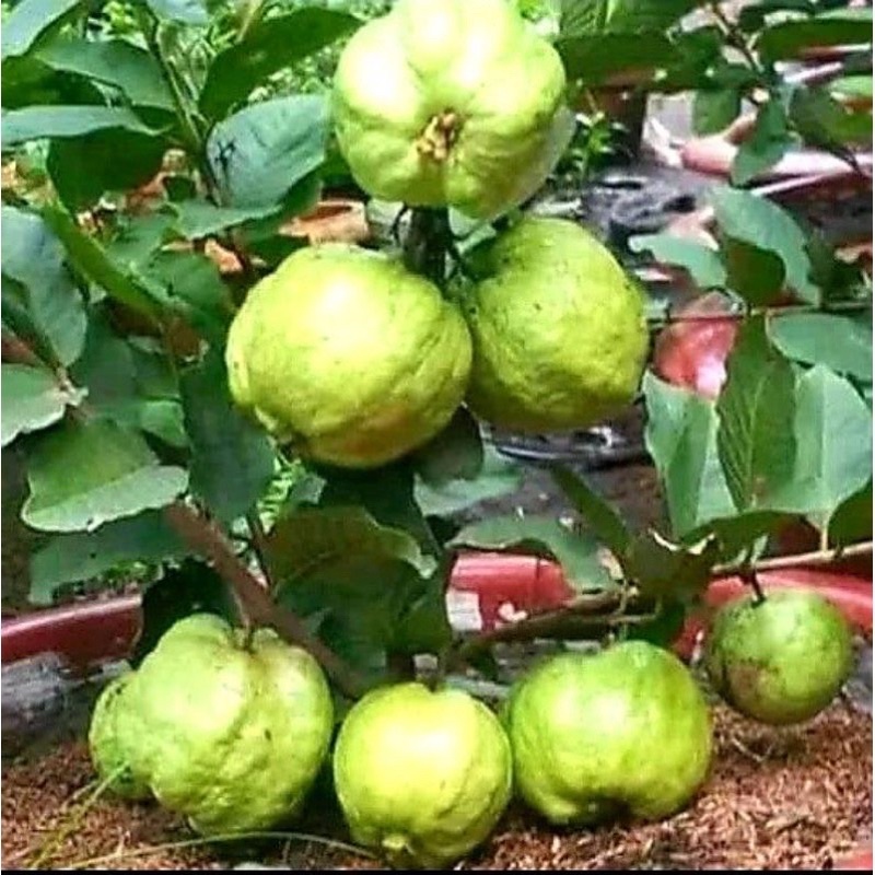 Anak pokok jambu batu seedless thai hybrid | Shopee Malaysia
