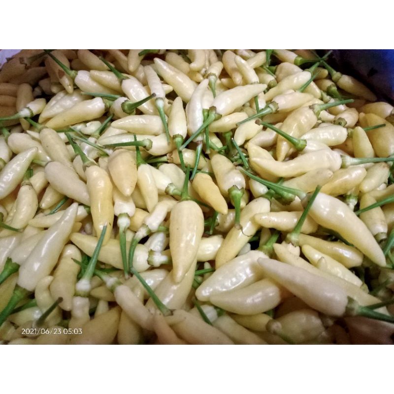 LADA PUTIH FRESH SABAH 1 KG | Shopee Malaysia