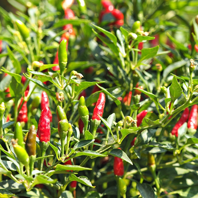 [TO KLANG VALLEY ONLY] Cili Kecil / Bird's Eye Chili (Capsicum annuum ...