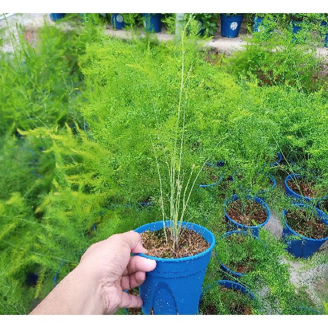 Anak Pokok Asparagus Pokok Sayur Asparagus Pokok Hidup Pokok Hiasan ...