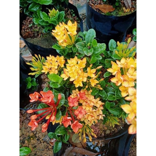 Pokok Bunga Ixora Thai Ixora Maui Red ixora oren merah kuning pokok ...