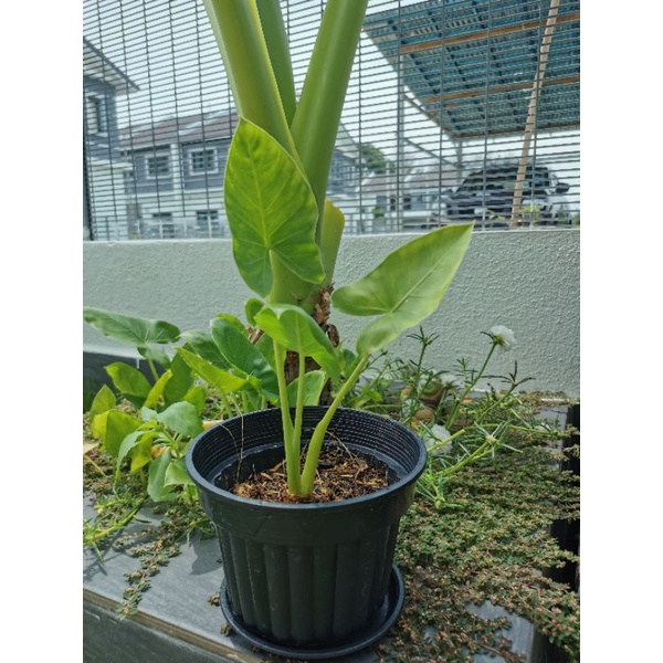 Anak Pokok Keladi Gajah, Live Plant | Shopee Malaysia