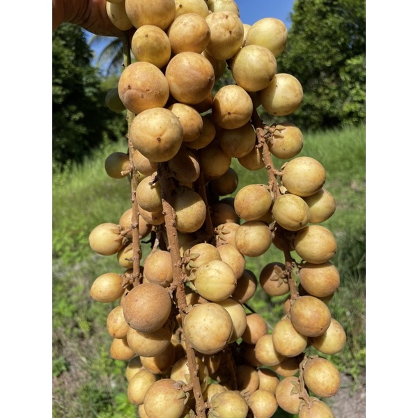 (hot item) Buah Rambai fresh dari kebun sedap | 1KG | Shopee Malaysia
