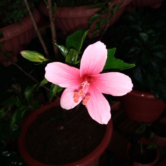 Bunga raya thailand ( pokok ) | Shopee Malaysia