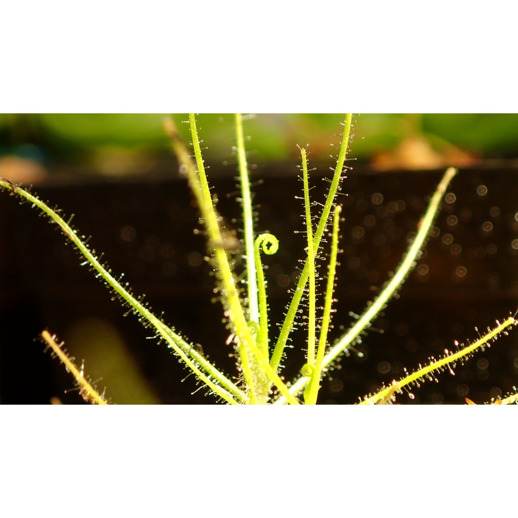 [Bunface Potato Carnivorous Plants] Byblis Liniflora- Australian ...