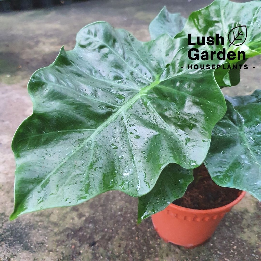 Alocasia Low Rider 150mm Pot Rare Live Plant Pokok Hiasan [Lush Garden ...