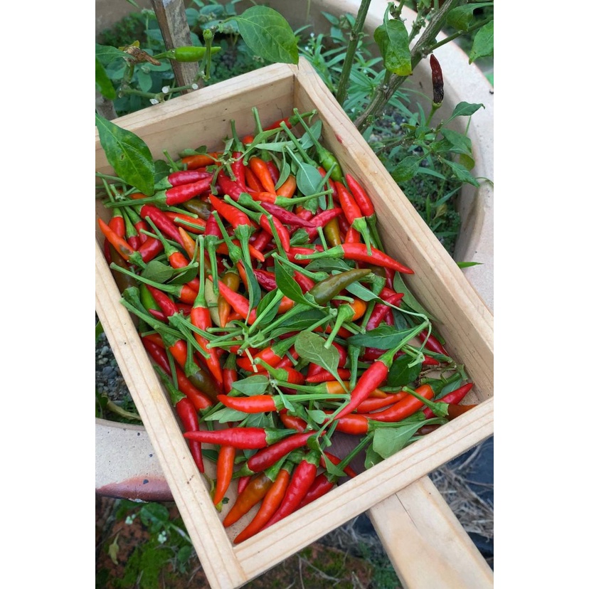 Cili Bara/Small Chili (Benih Repack) | Shopee Malaysia