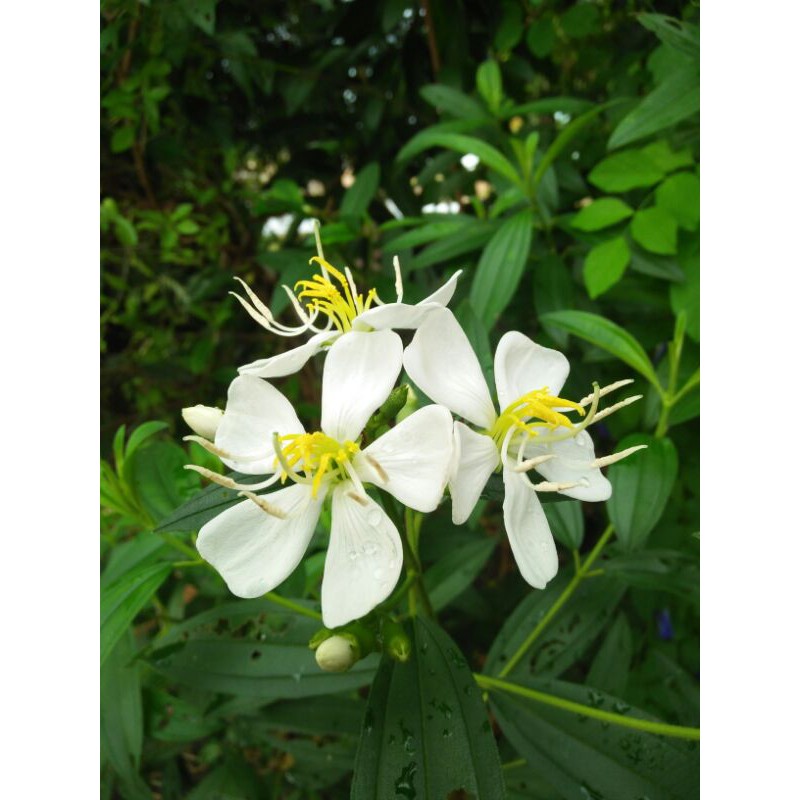 Daun pokok senduduk putih/ungu | Shopee Malaysia