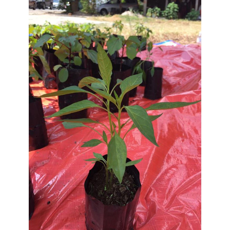 ANAK POKOK LADA JARUM ( CILI MERAH) | Shopee Malaysia