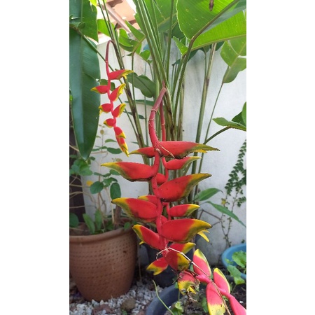 Heliconia Merah/ Sepit Ketam bunga panjang/ Lobster Claws (Rizom ...