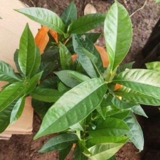 Anak Pokok Daun Salam atau Serai Kayu atau Samak | Shopee Malaysia