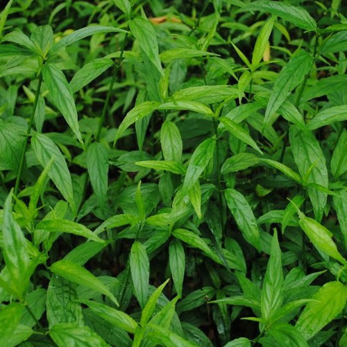 Awet Muda dengan Pokok Belalai Gajah / Tanaman Herba / Ulam dan Boleh ...