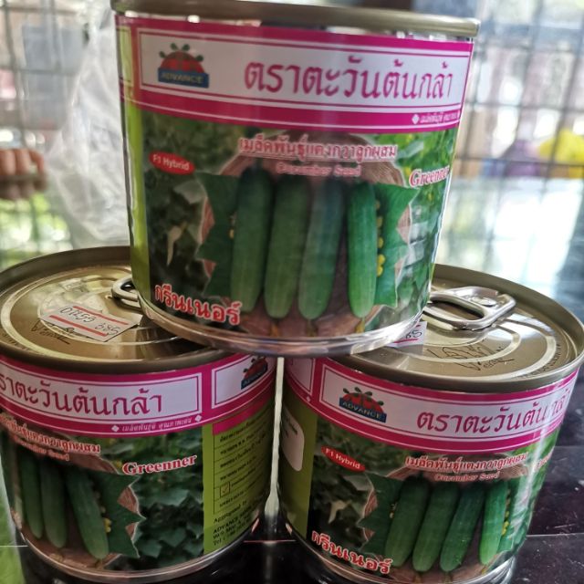 BENIH TIMUN ULAM(Baby) | Shopee Malaysia