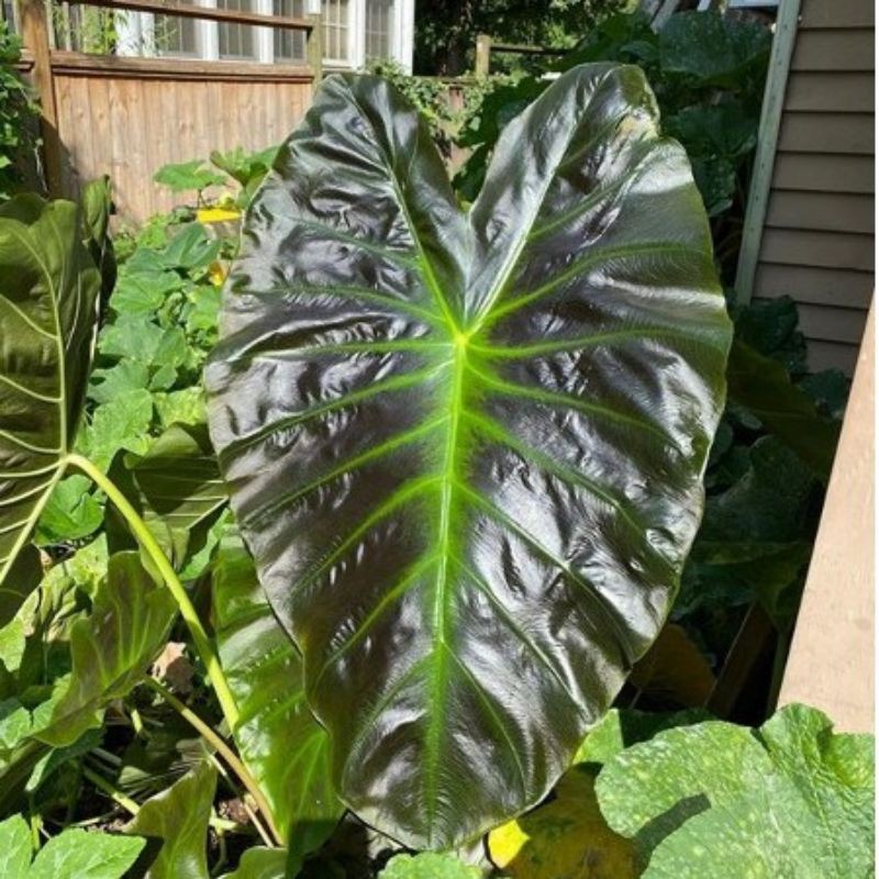colocasia aloha type shining leaf | Shopee Malaysia