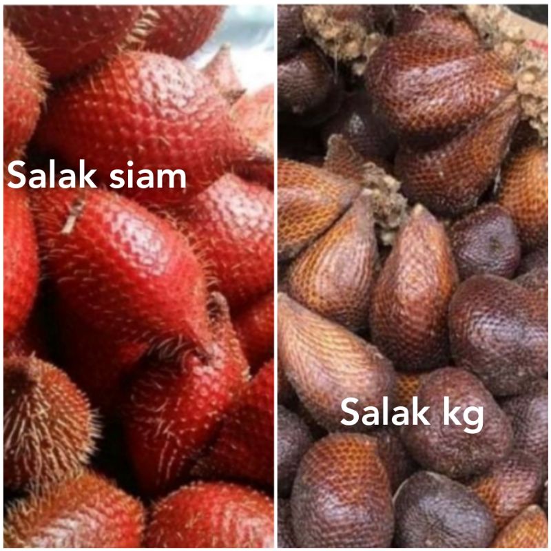 buah salak siam 1kg salak kampung 1kg | Shopee Malaysia