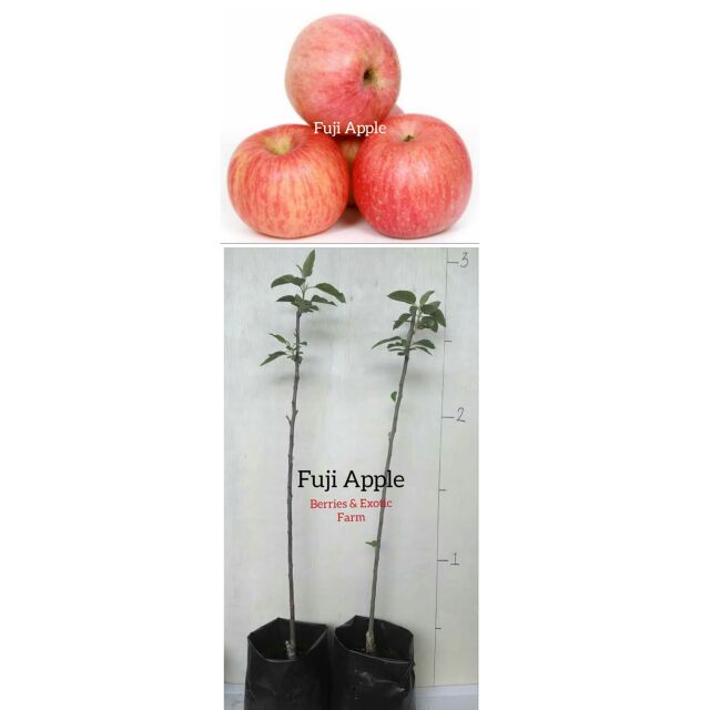 Pokok Fuji Apple -- Pokok Grafted (Kahwin) | Shopee Malaysia