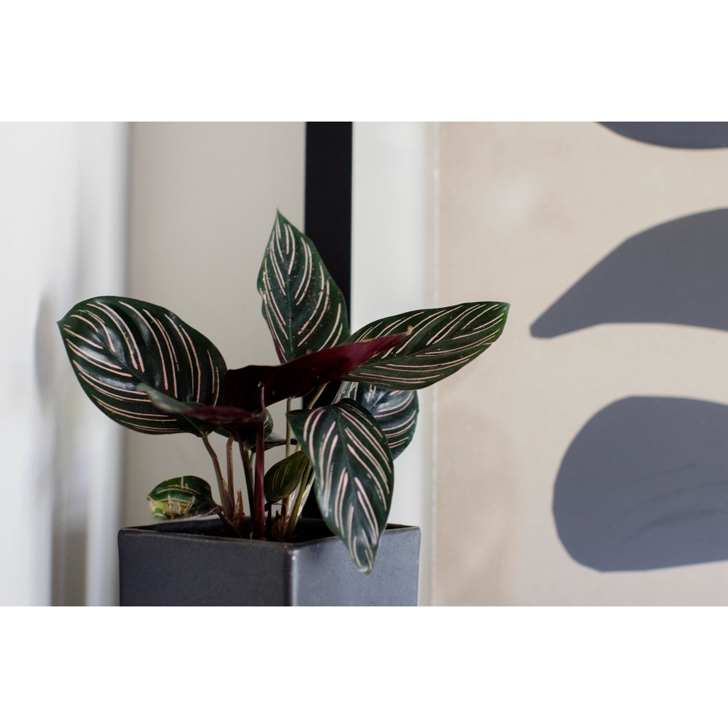 Calathea Maranta (Indoor Plant) | Shopee Malaysia