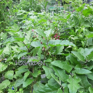 50 biji benih Terung Mutiara Jambak • Renek • Eggplant Seeds • Cluster ...