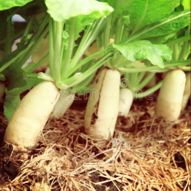 20 pcs Biji benih lobak putih / radish white seeds | Shopee Malaysia