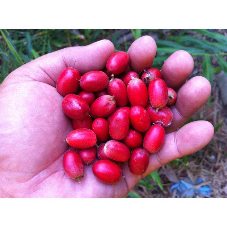 Anak Pokok Miracle Berry (Pokok Ajaib) | Shopee Malaysia