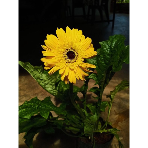 {NEW ARRIVAL} Pokok Bunga Daisy Siam (multi-colour) | Shopee Malaysia