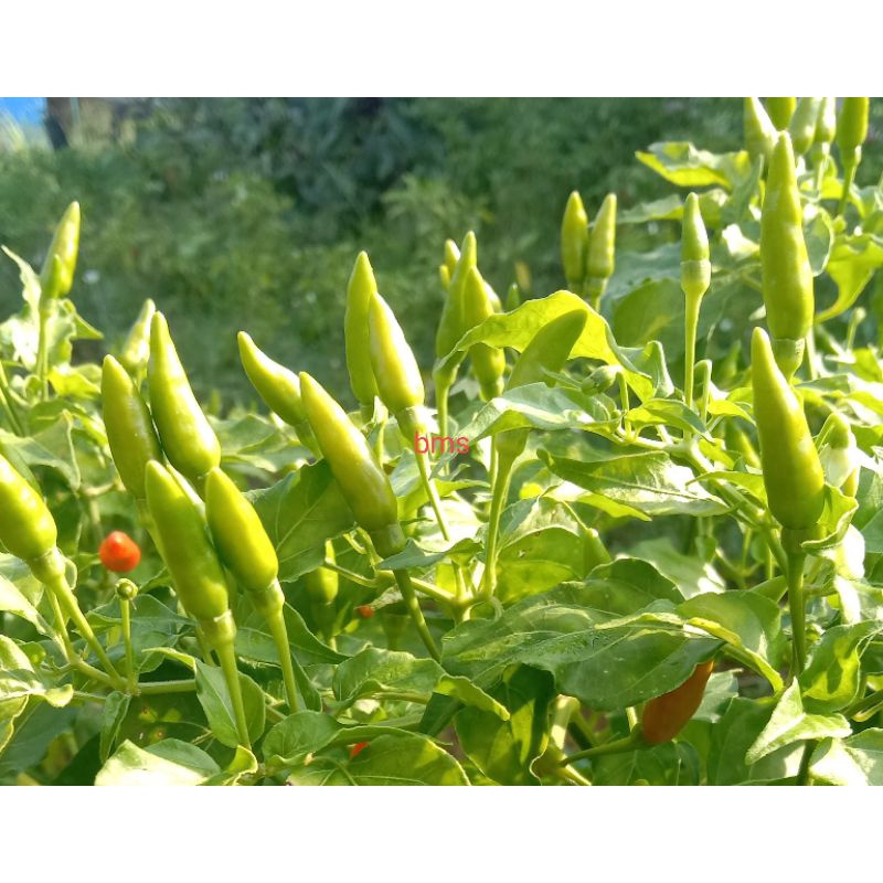 pokok cili burung @ cili padi kampung. dalam polybag bersaiz 6x5 ...