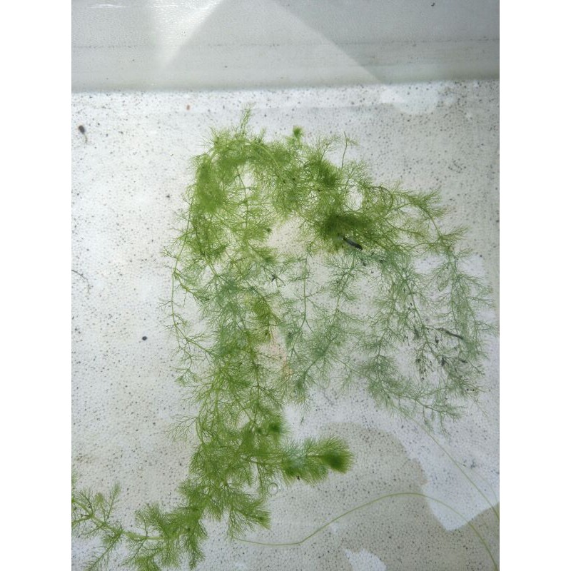 kiambang pokok aquarium 1 pack | Shopee Malaysia