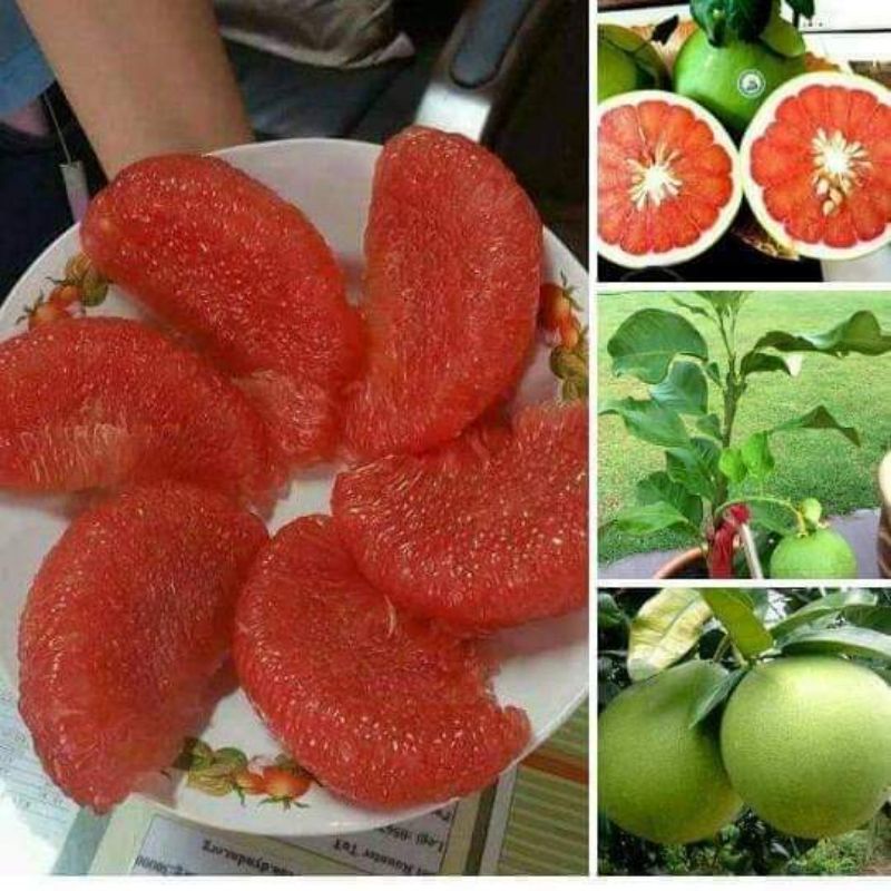 Anak benih limau bali isi merah (HYBRID) | Shopee Malaysia