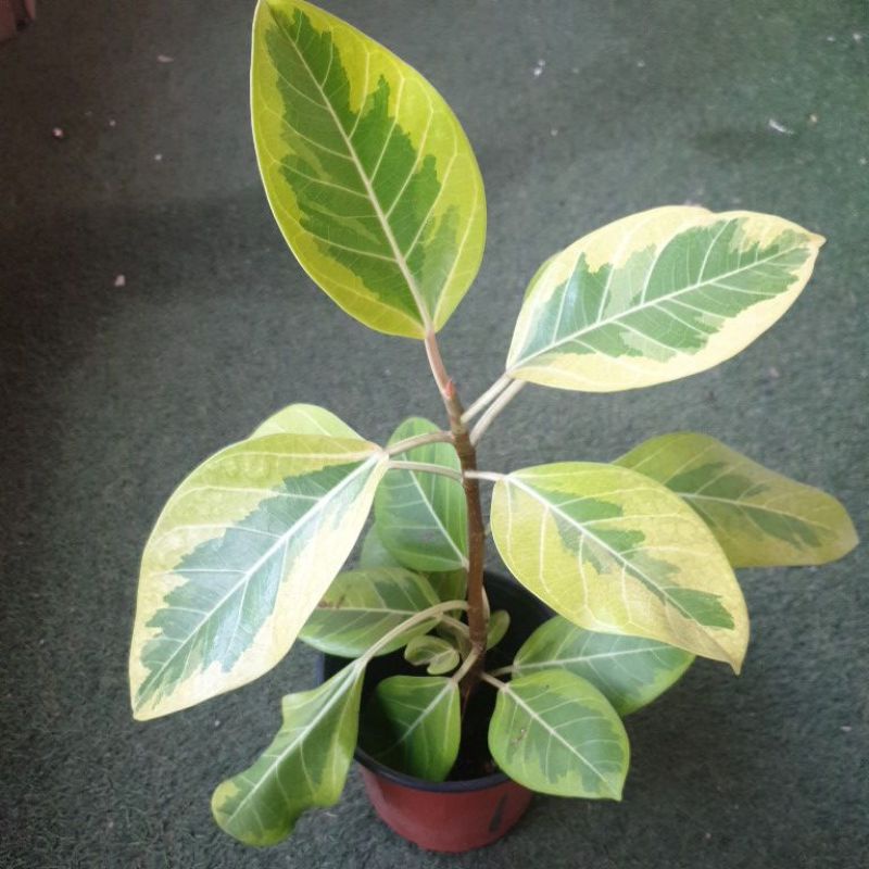 FICUS ALTISSIMA/ POKOK FICUS | Shopee Malaysia
