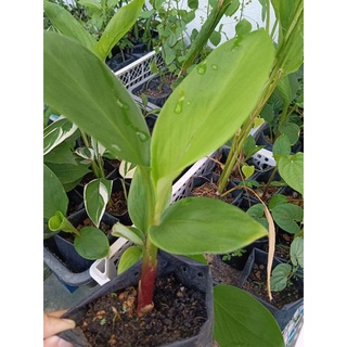 POKOK TEMU KUNCI (anak pokok) | Shopee Malaysia