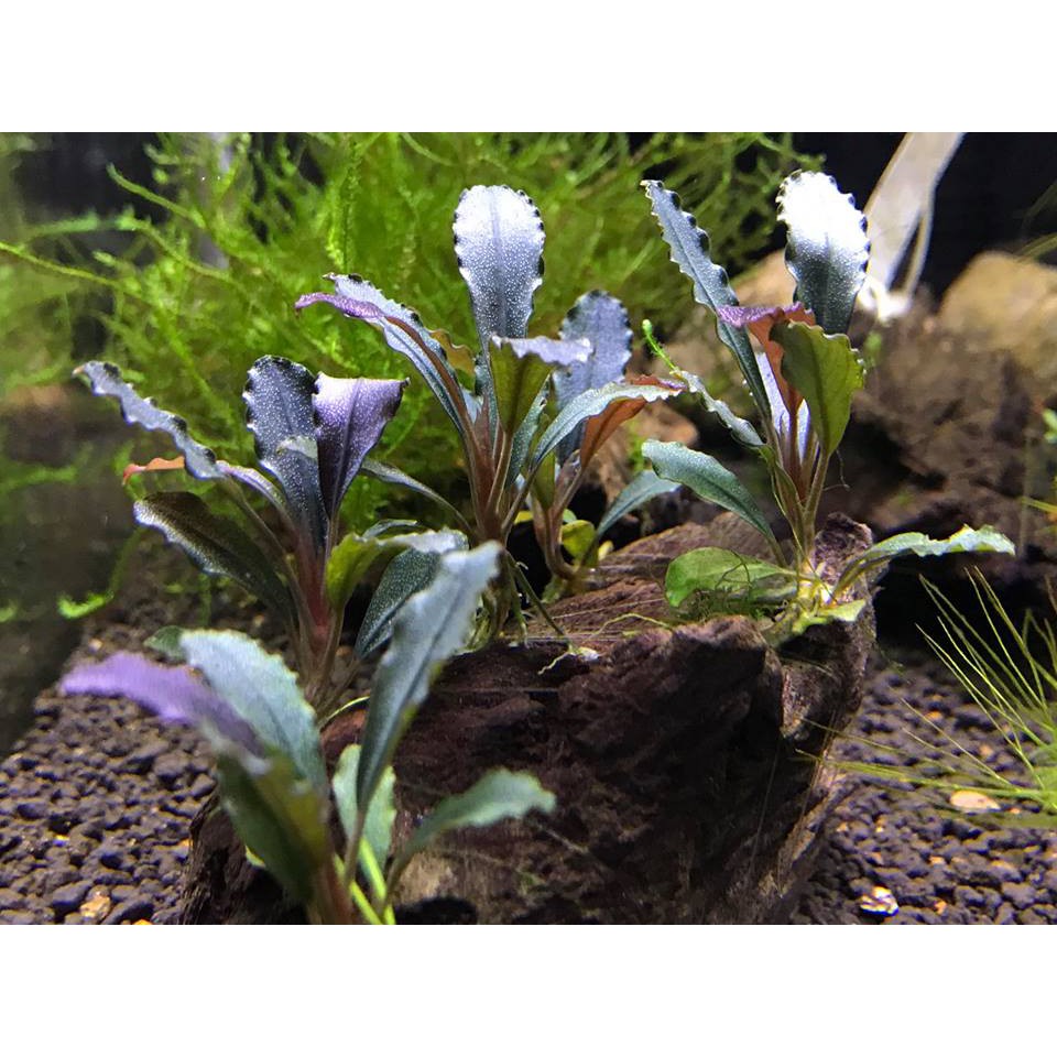Bucep Brownie Ghost (Aquatic Plant / Aquarium) | Shopee Malaysia