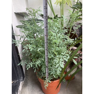 Pokok Busuk / Pokok Garuda 🌱 Rimbun / Pokok halau Nyamuk | Shopee Malaysia