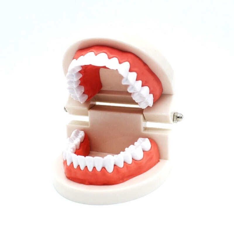 Dental Standard Teeth Teaching Model Kids Denture Model Tooth Model for ...
