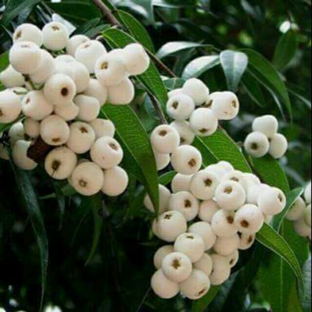 Pokok buah kelat nasi(gelam tikus) | Shopee Malaysia